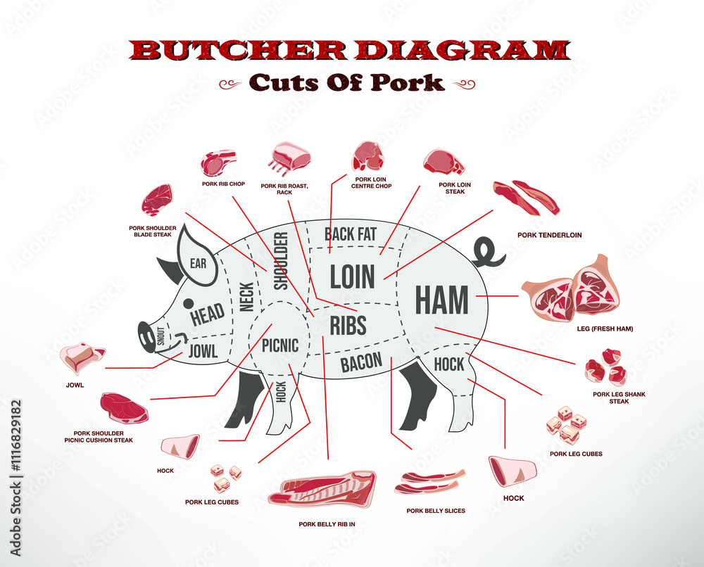Set illustration of Butcher Diagram of Pork Cuts Stock Illustration ...