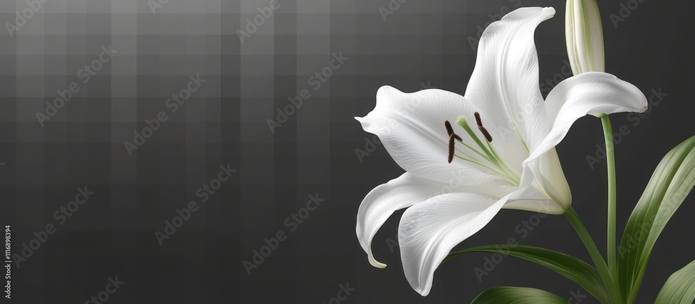 Pure white lily with elegant petals, isolated on transparent background ...
