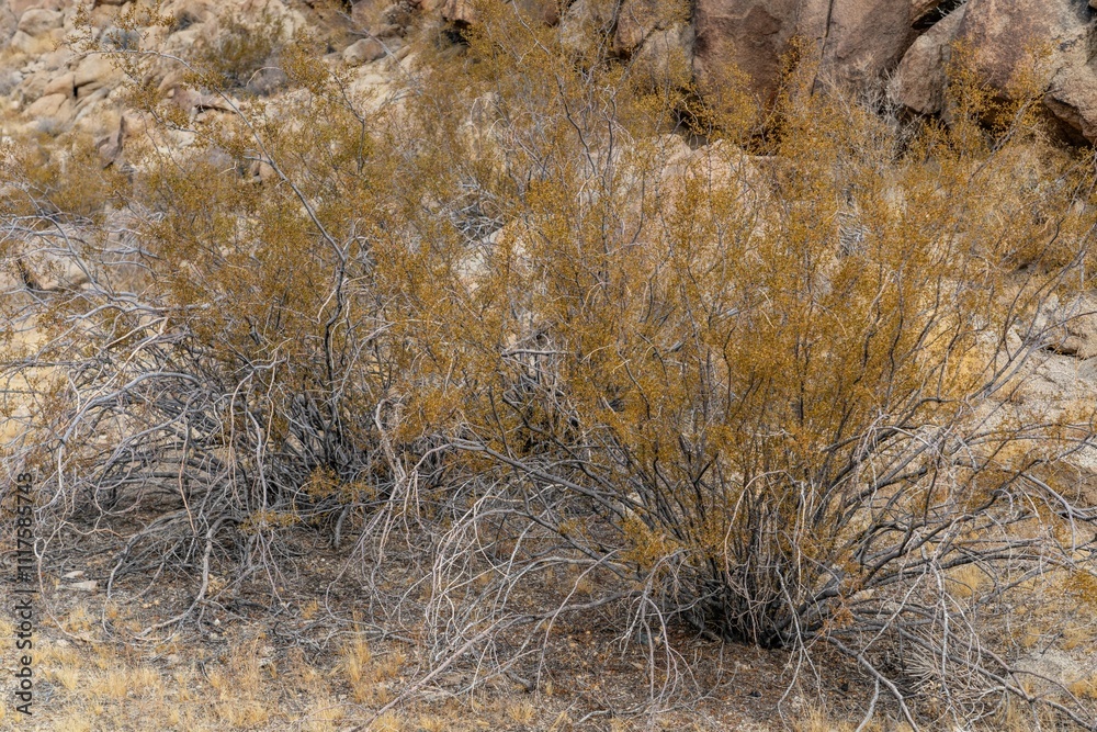 Larrea tridentata, called creosote bush and greasewood as a plant ...