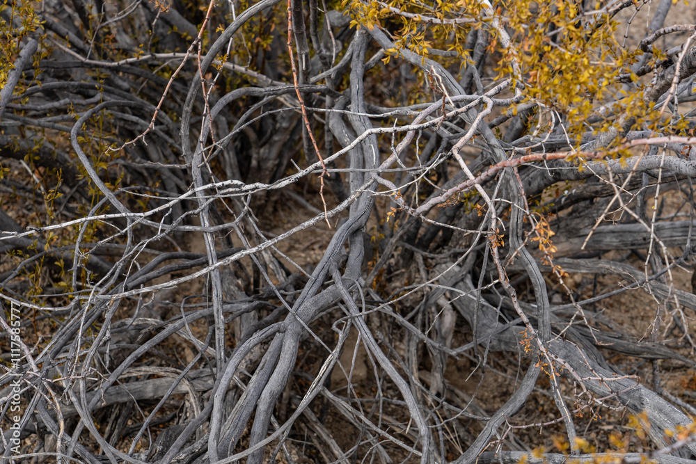 Larrea tridentata, called creosote bush and greasewood as a plant ...