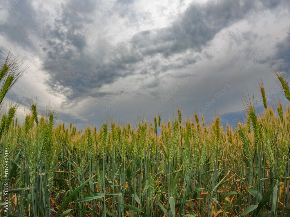 Wheat land in Romania, the country also known as the Granary of Europe ...