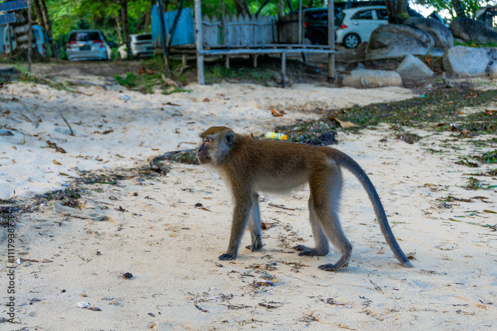 Monkeys on the beach in bintan islands, beach monkeys in bintan area ...