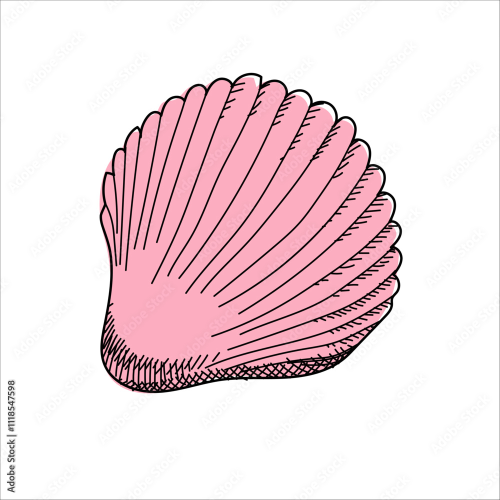 Scallop sea shell in pink color. Hand drawn sketch of saltwater clam ...