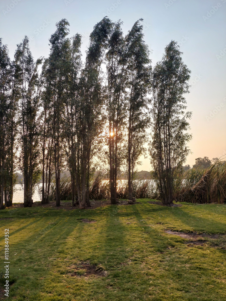 Arboles típicos de los canales de xochimilco, chinampas mexicanas ...