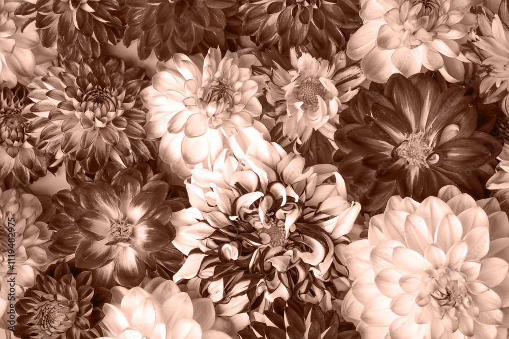 Abstract background of flowers dahlias. Trendy color palette sample ...