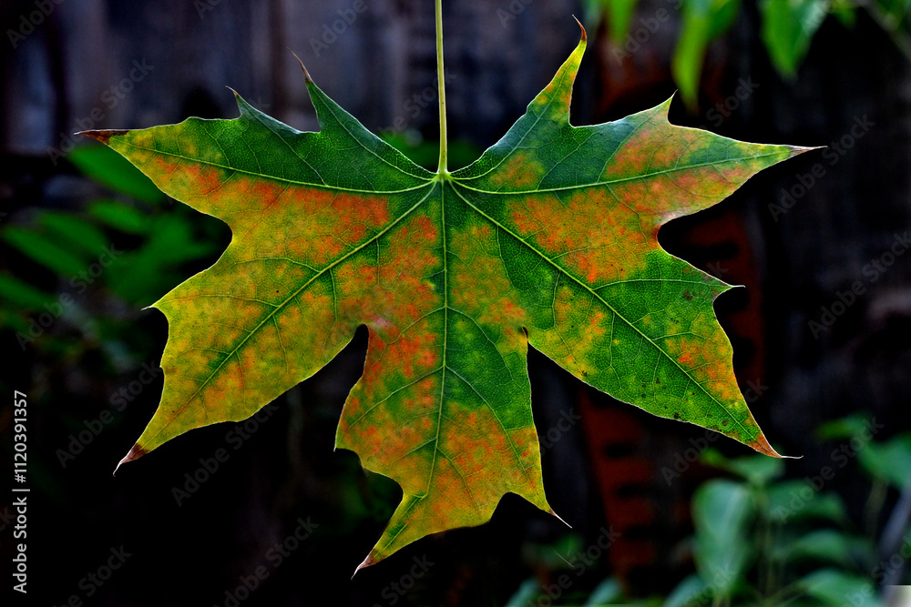 Example of chlorophyll (green) breakdown revealing anthocyanins (red ...