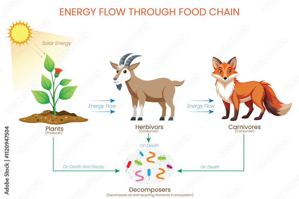 Energy Flow in a Food Chain From Sun to Plants, Goat, Fox, and ...