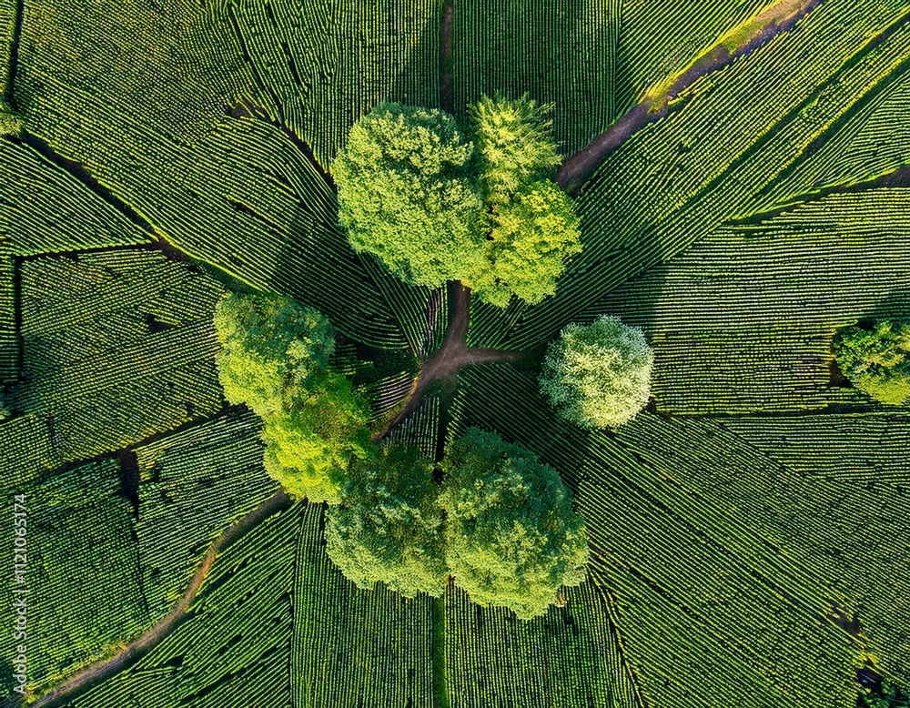Aerial top view of green trees in forest. Green tree nature background ...