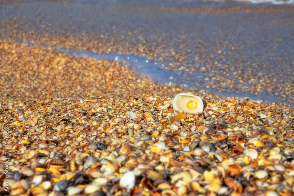 Ancient mollusk from Cretaceous period. Shell background. In center is ...