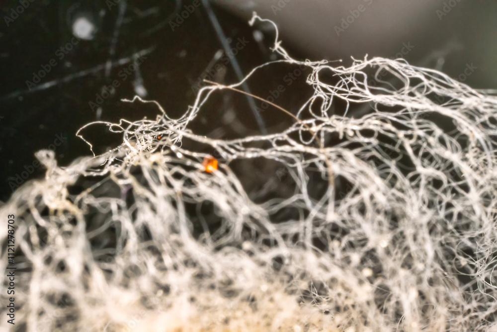 Penicillin and aspergillum mold on bread. Colonies of species of mold ...