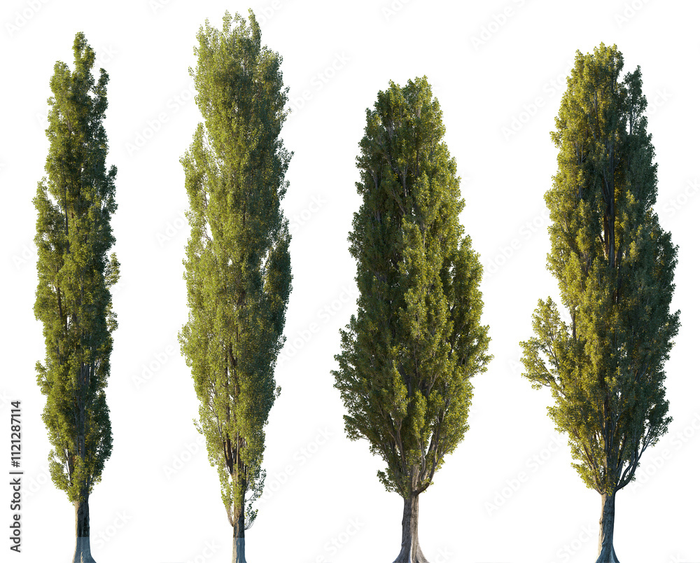 Large Poplar trees isolated png in day lighting on a transparent ...
