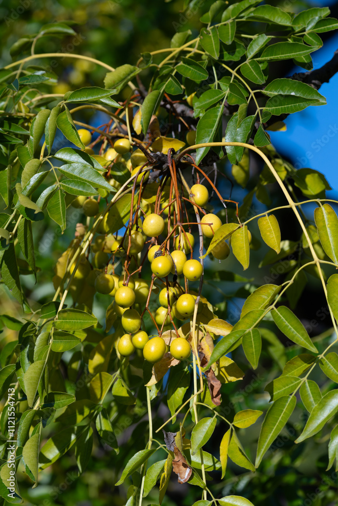 Chinaberry Fruit. Melia azedarach, commonly known as the chinaberry ...