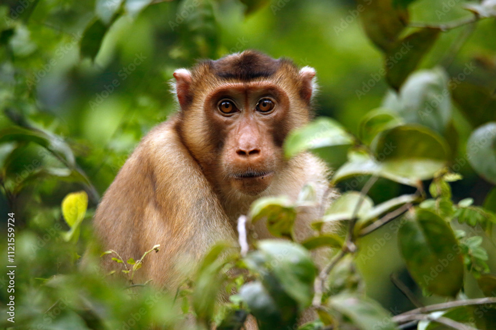 Southern Pig-tailed Macaque (Macaca nemestrina, aka Sundaland Pig ...