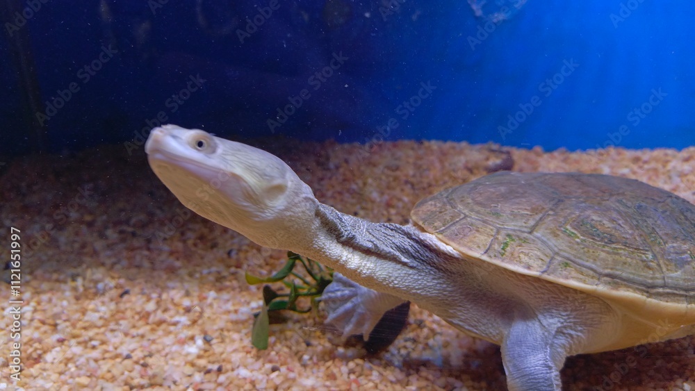 Eastern long neck turtle swim in the aquarium at the elementary school ...