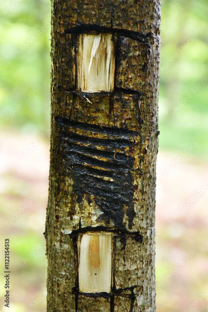 Japanese lacquer tree with horizontal cuts on the bark. Dark harden sap ...