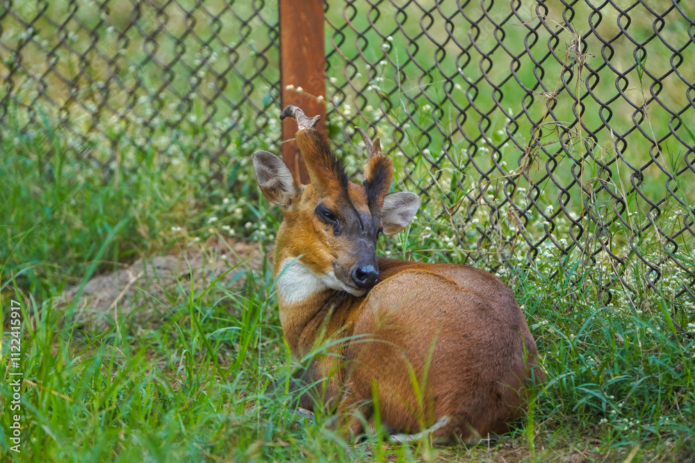 Muntjac Deer Scratching, Relaxed Muntjac, Muntjac in a Zoo, Deer with ...