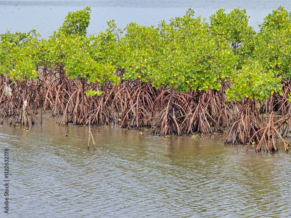mangrove trees on the coast. The concept of protecting the coastal ...