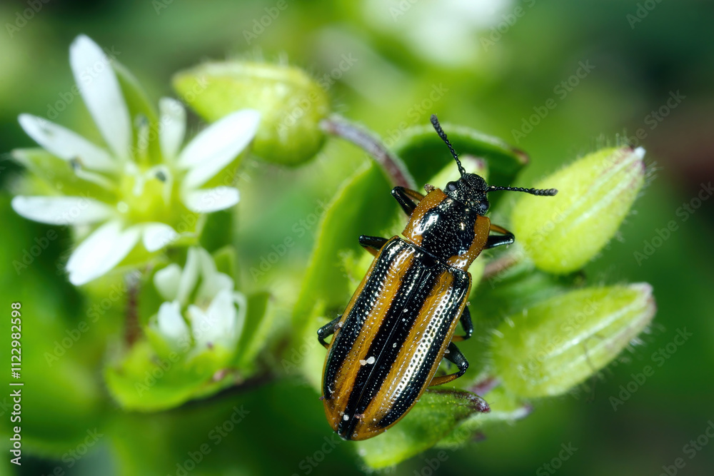 Beetle Prasocuris phellandrii, parasite, Larvae free on the leaves ...