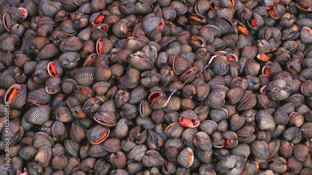 A pile of shells in different shapes, sizes and colors. The shells ...