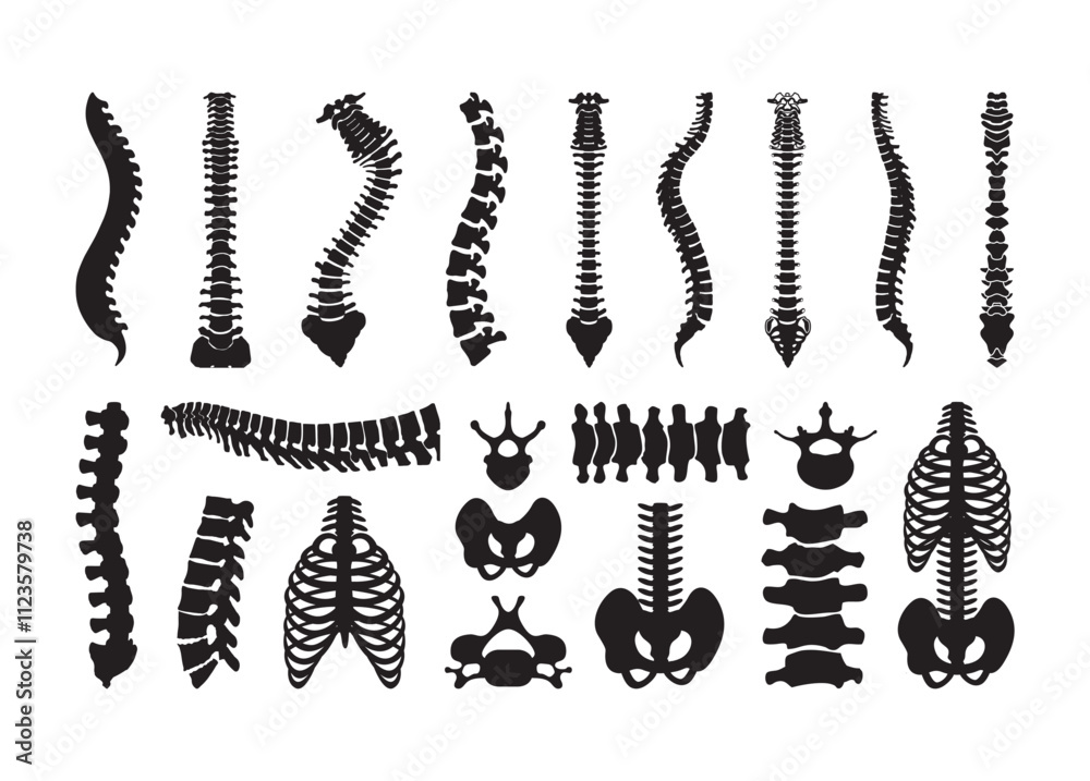Anatomy vector, Anatomy clipart, Anatomy silhouette Stock Vector ...