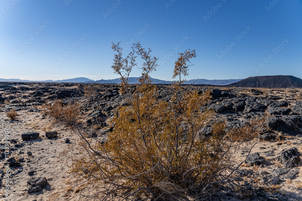 Larrea tridentata, creosote bush and greasewood as a plant, chaparral ...