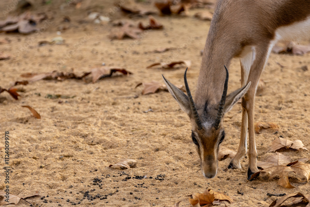 Una gacela de cuerpo esbelto inclinada para comer, rodeada de hojas ...