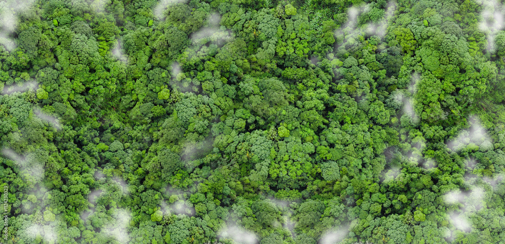 Sustainable green environment. Aerial top view of green trees in forest ...