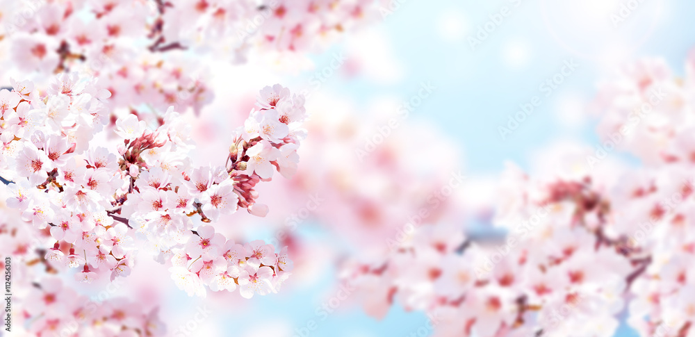 Horizontal banner with sakura flowers of pink color on blue sky ...