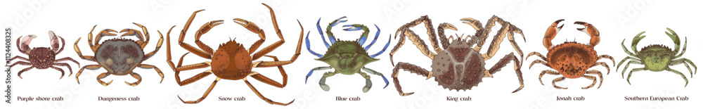 Edible types of crabs vector illustration Stock Vector | Adobe Stock