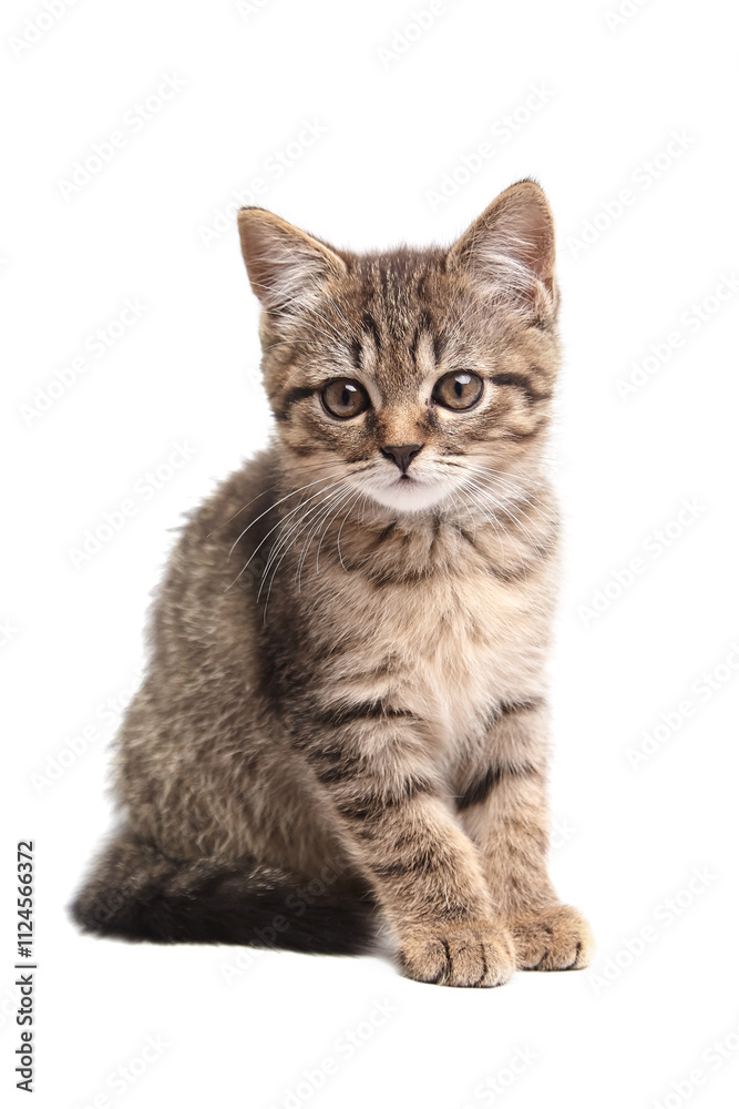 Cute tabby kitten sitting with fluffy striped fur, perked ears, and ...