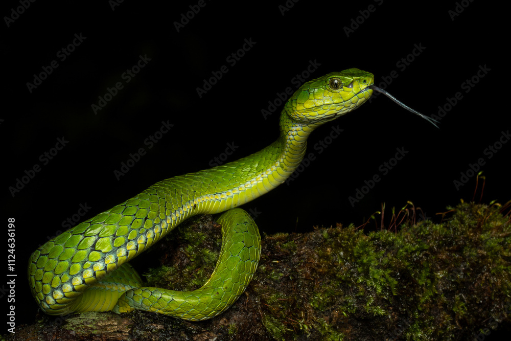 Large scaled Pit viper ( Craspedocephalus macrolepis ) is a pit viper ...