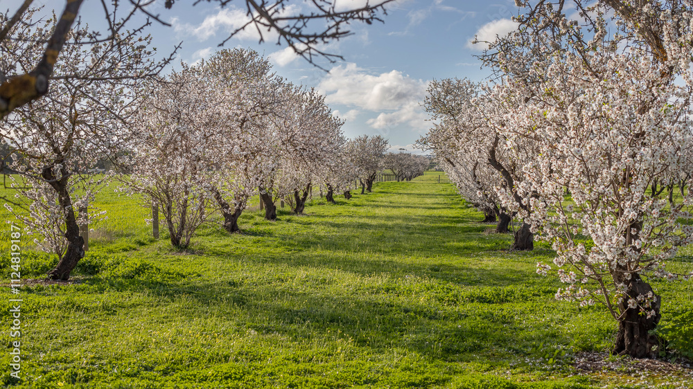 Beautiful almond orchard in full bloom under a vibrant sky, showcasing ...