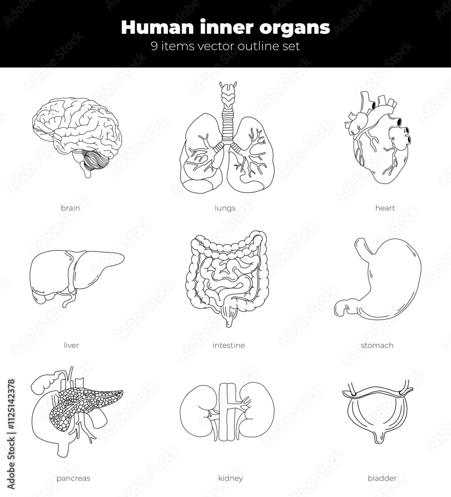 Human inner organs vector set . Anatomy collection of heart, lungs ...