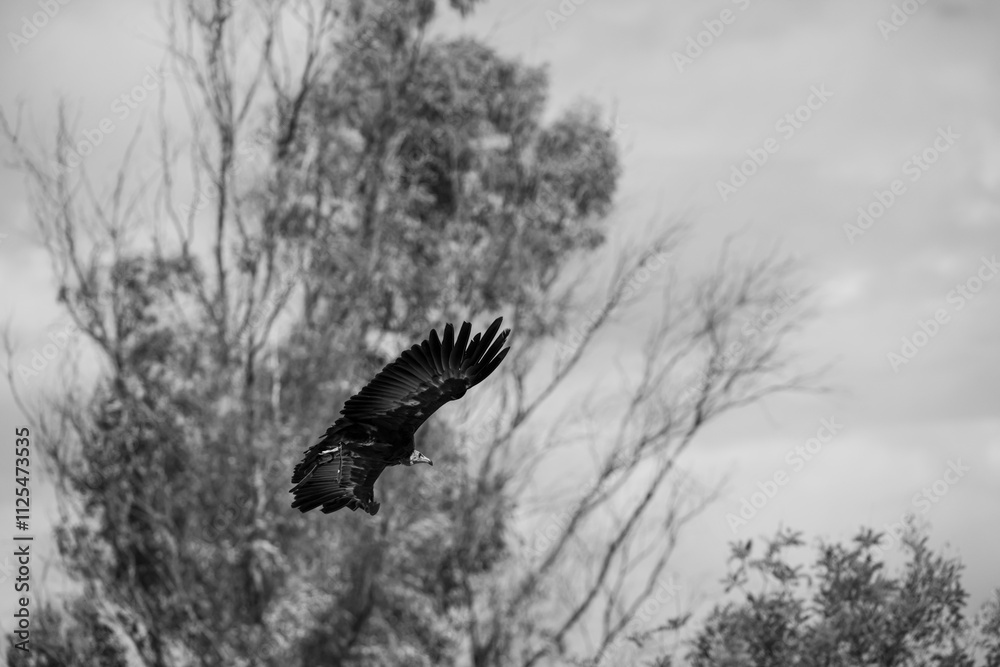 photographs of African vultures in their natural habitat in the middle ...