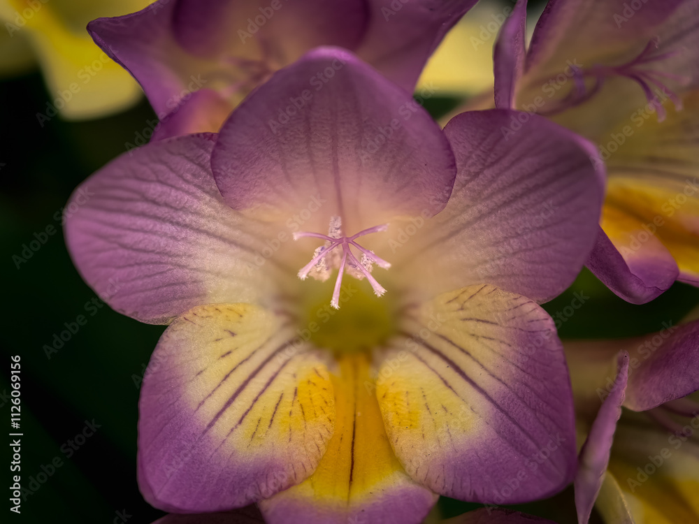 Flowers that bloom in the southern hemisphere during spring Stock Photo ...
