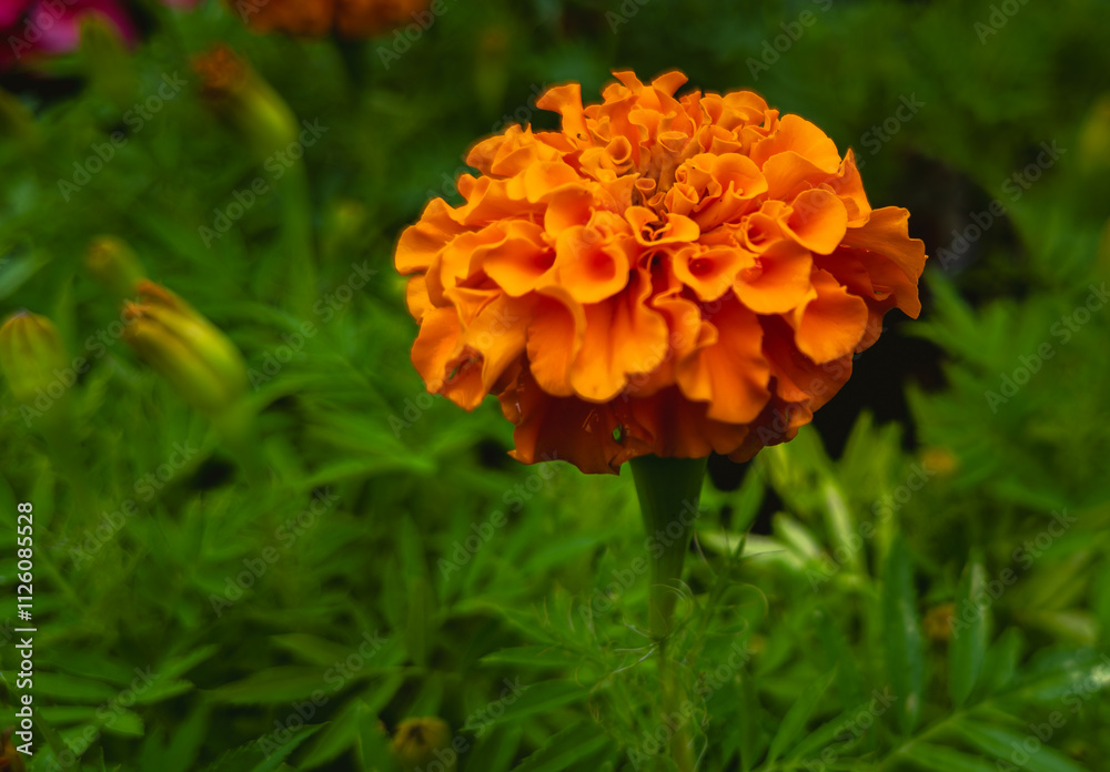 Flowers that bloom in the southern hemisphere during spring Stock Photo ...