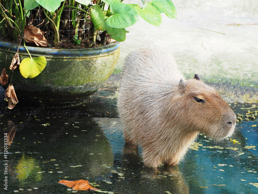 Capybara standing still and soaking in pond at open zoo, Hydrochoerus ...