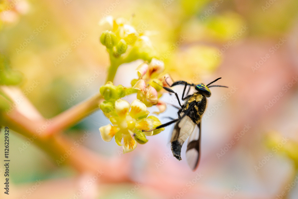 Foto de Stock Close-up of an insect pollinating a flower, highlighting ...