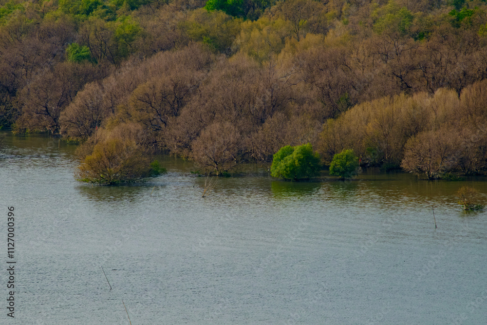 mangrove forest coastal ecosystem with Lush Vegetation and Reflections ...