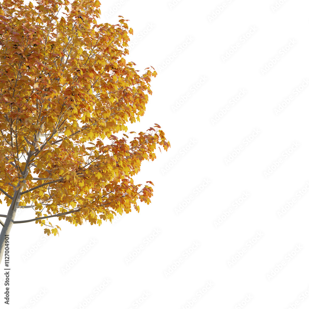 Acer autumn tree corner 4k png cutout isolate Stock Photo | Adobe Stock