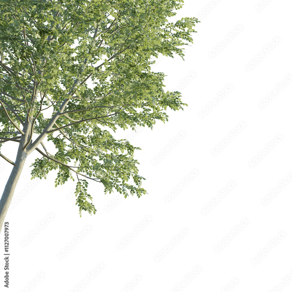 Fraxinus tree corner 4k png cutout isolate Stock Photo | Adobe Stock