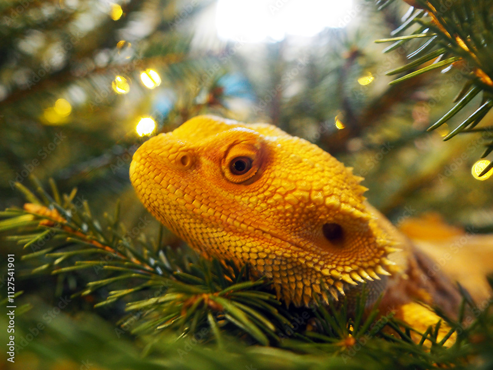 Close up portrait photography of lizard sitting on Christmas tree ...
