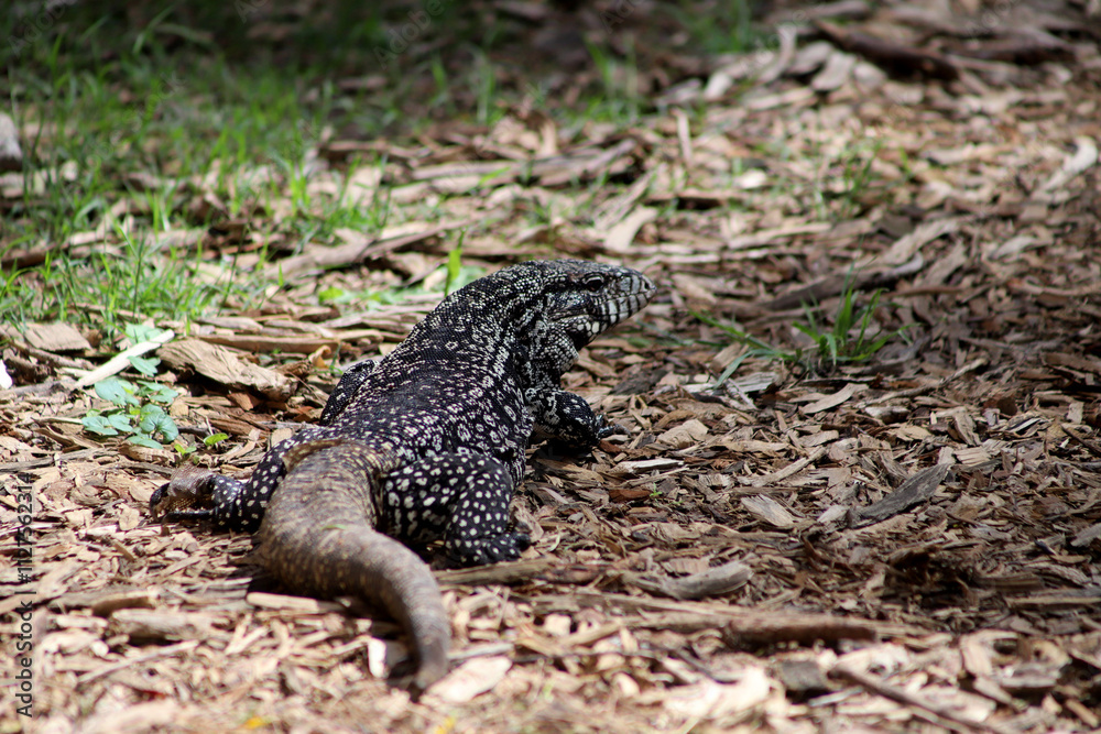 Monkey lizard walking in the park. Animal of the Teiidae family ...