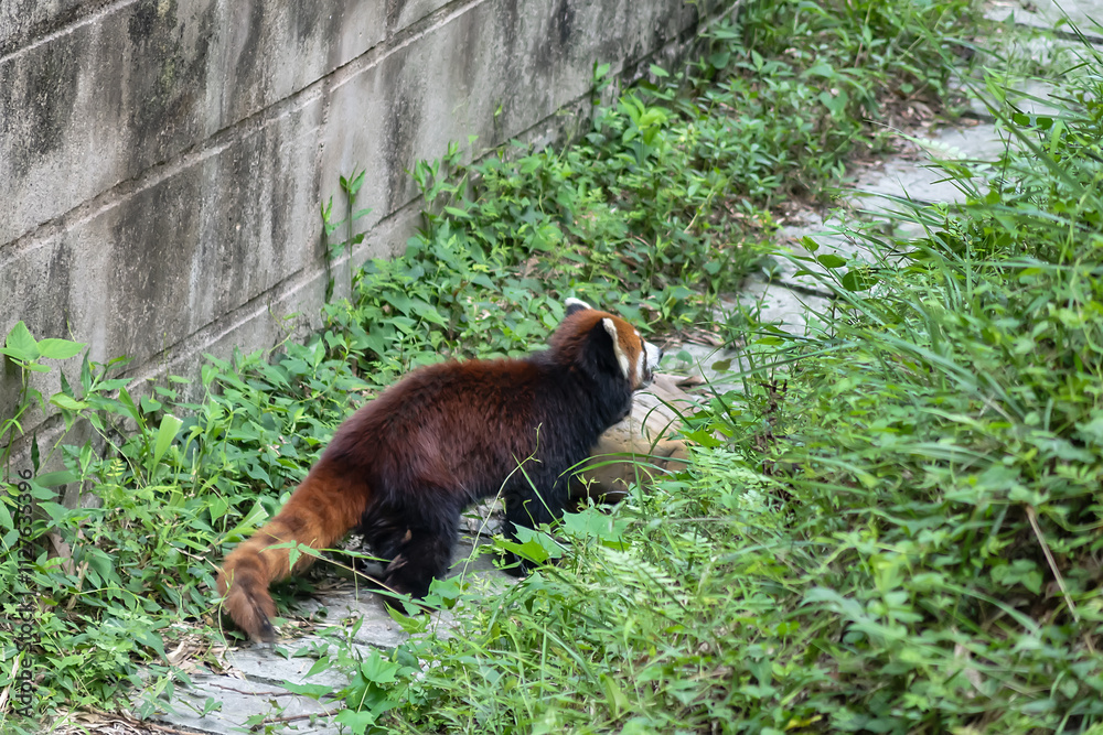Chengdu Research Base of Giant Panda Breeding and Panda museum (was ...