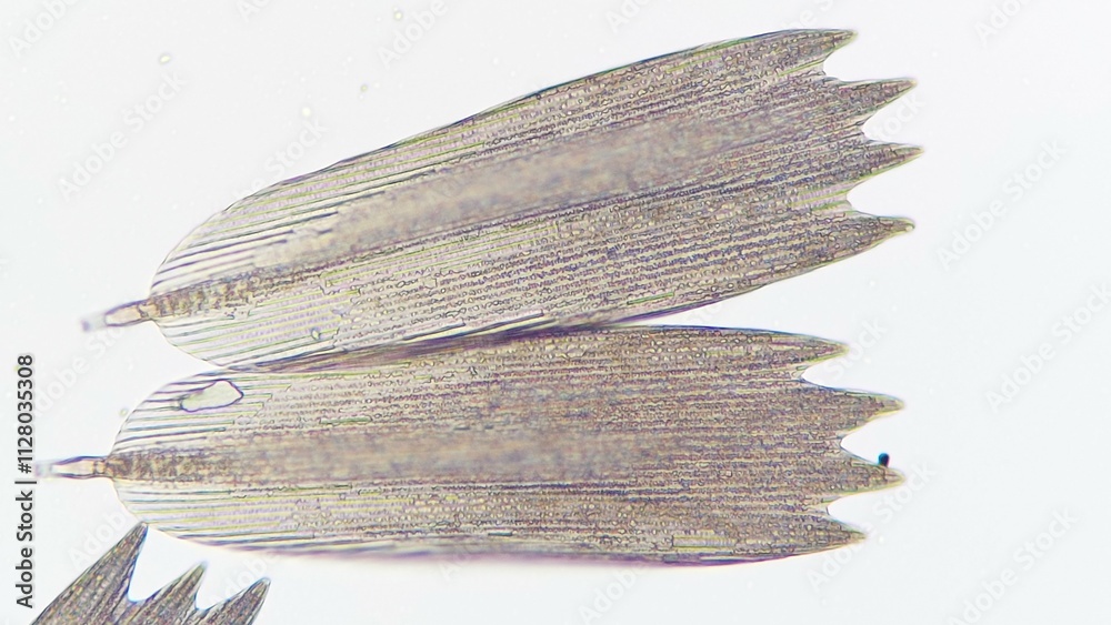 Butterfly (Papilio sp.) wing scales under microscope Stock Photo ...