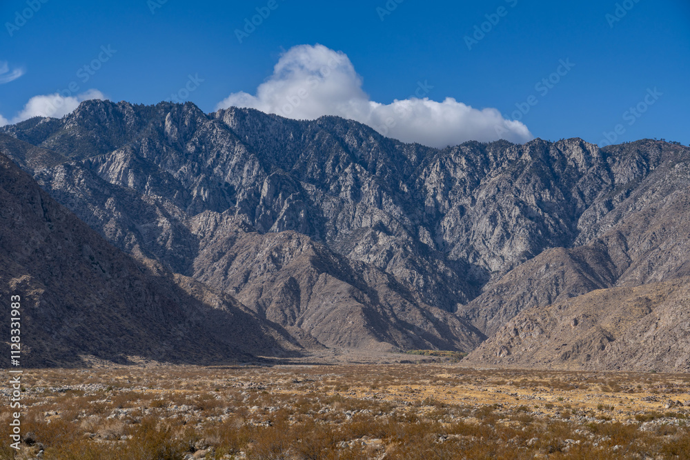 Larrea tridentata, creosote bush and greasewood as a plant, chaparral ...