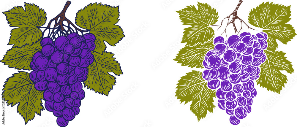 Grape with leaf in hand draw style sketch isolated on clean background ...