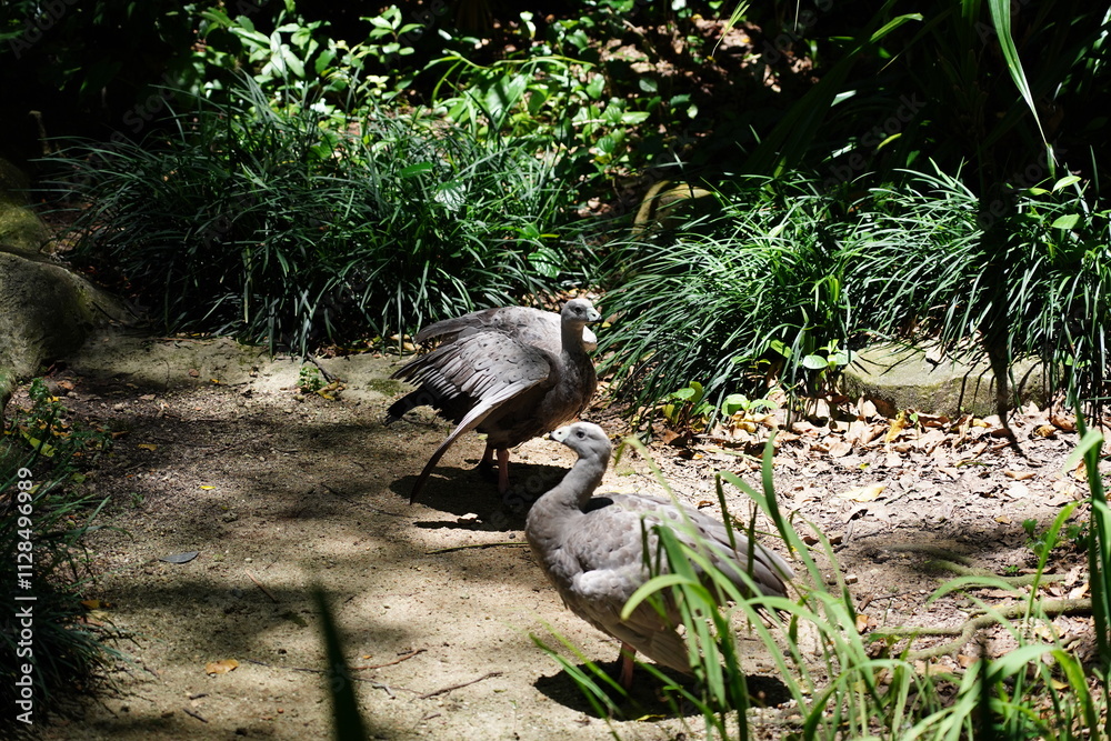 The Cape Barren Goose (Cereopsis novaehollandiae) is a large, striking ...
