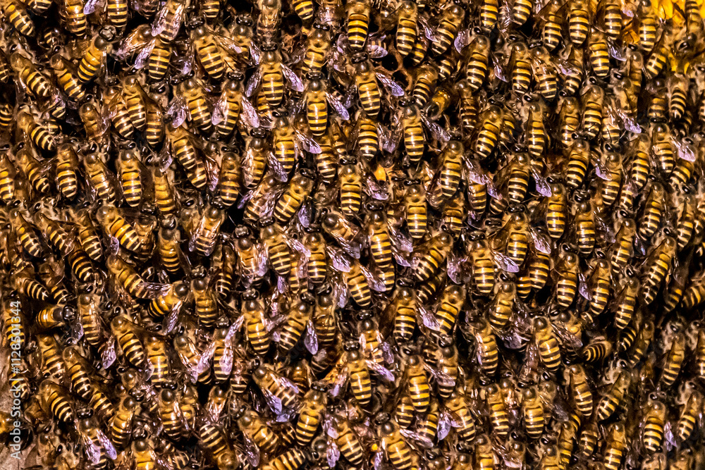 A large number of bees are nesting in their hives. This is an ...