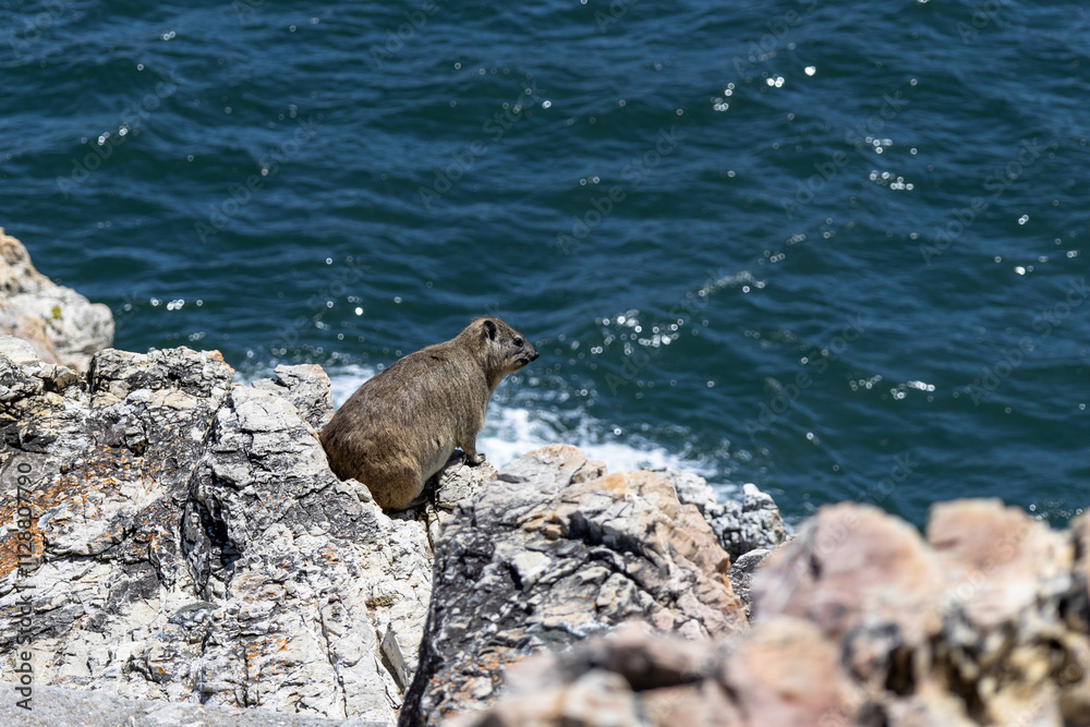Rock hyrax sitting on a rocky cliff by the ocean. Procavia capensis ...